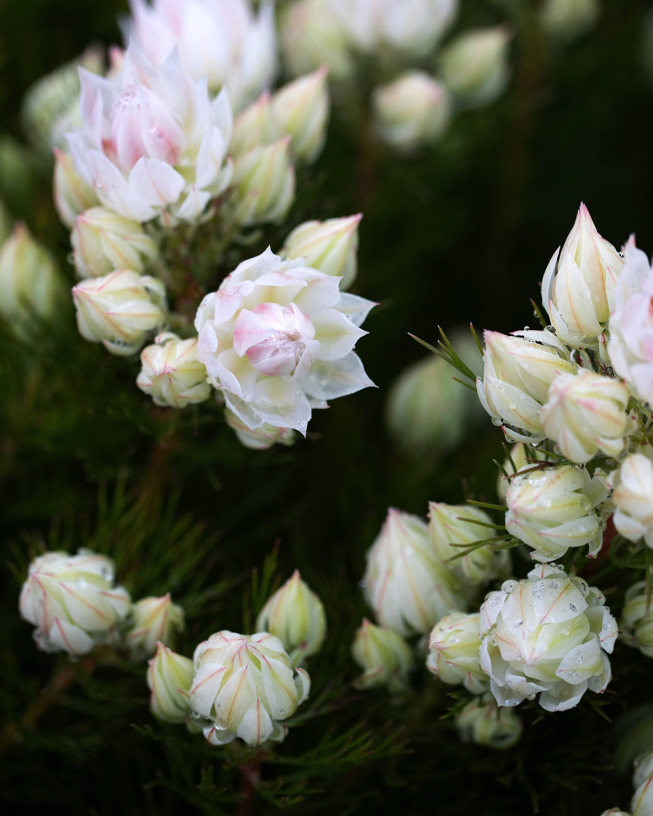 Protea Plants - Native Protea Plants Online Australia - Shop Now ...