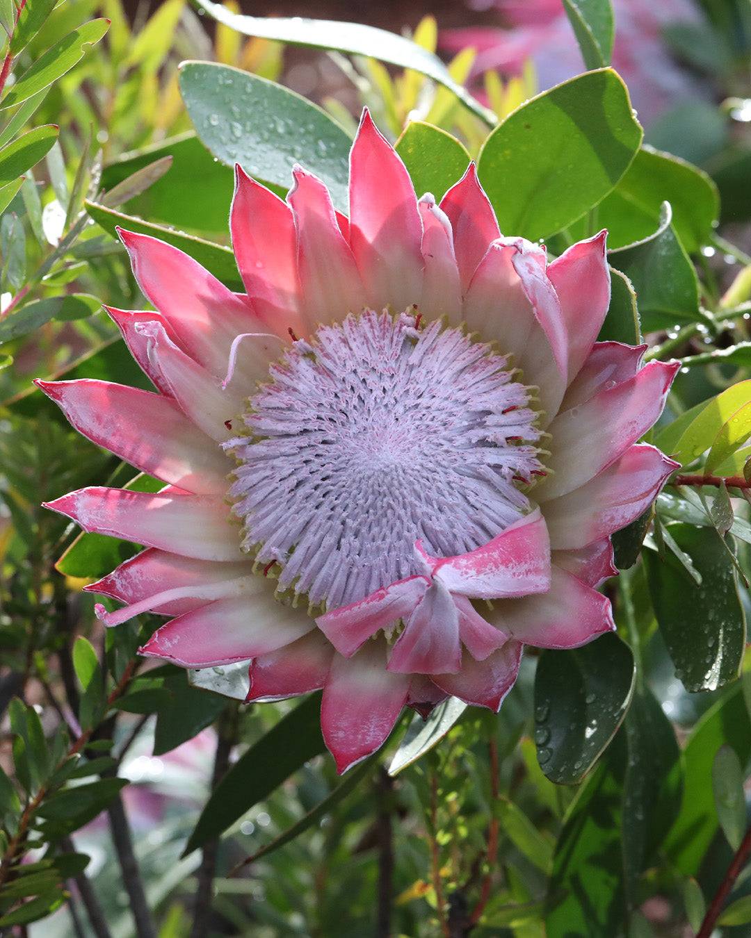 Protea - Buy Proteas Online, Delivered To Your Door – Proteaflora